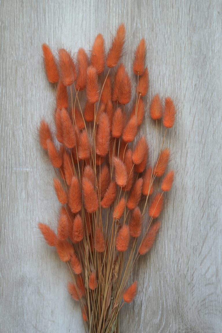 Light Orange Lagurus Flowers – FlowerFantaSee