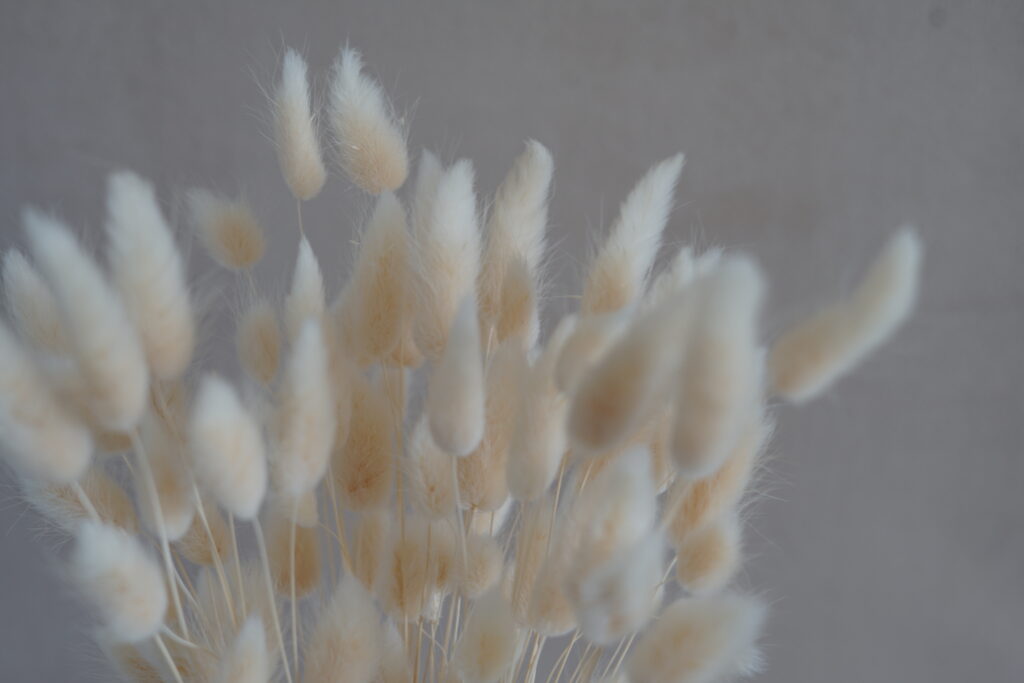 Bleached Lagurus Flowers – FlowerFantaSee