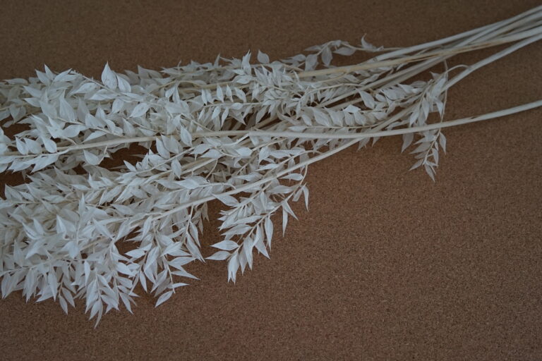 Bleached Italian ruscus – FlowerFantaSee