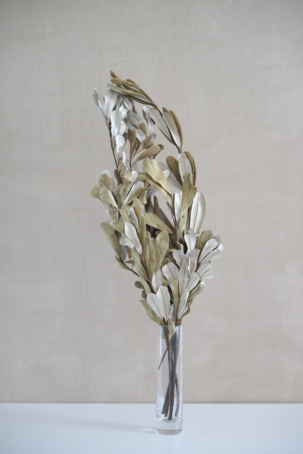 Bleached Lagurus Flowers – FlowerFantaSee