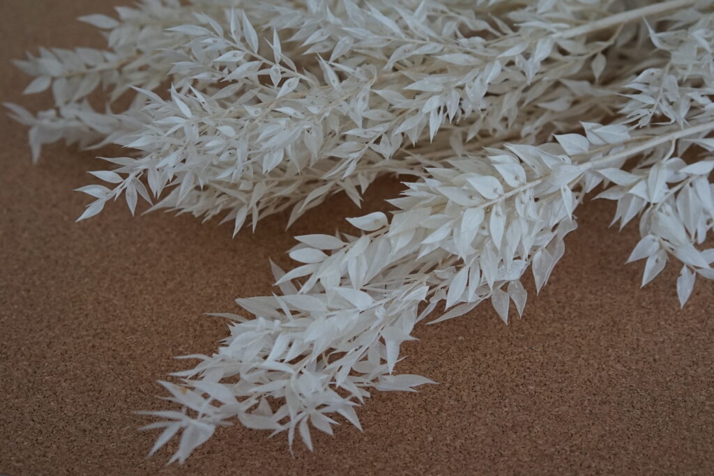 Bleached Italian ruscus – FlowerFantaSee